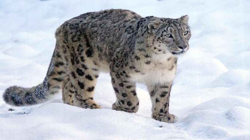 8 endangered species of India fighting for survival