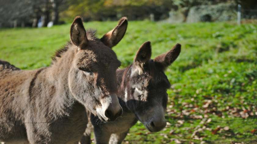 Top 7 countries with most donkeys in the world