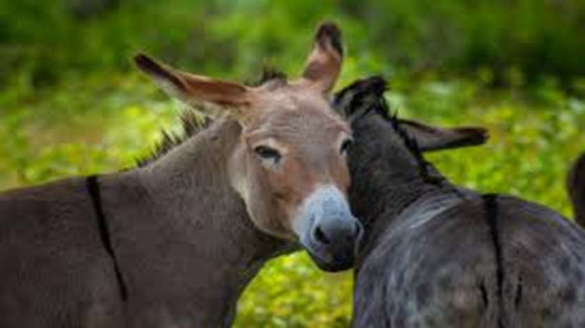 Top 7 countries with most donkeys in the world