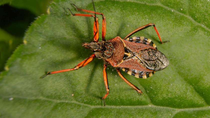 Weirdest bug-borne diseases you've probably never heard of