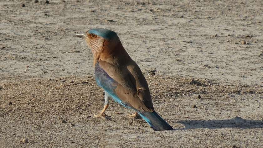Why is it considered auspicious to see the Neelkanth bird on Dussehra ...