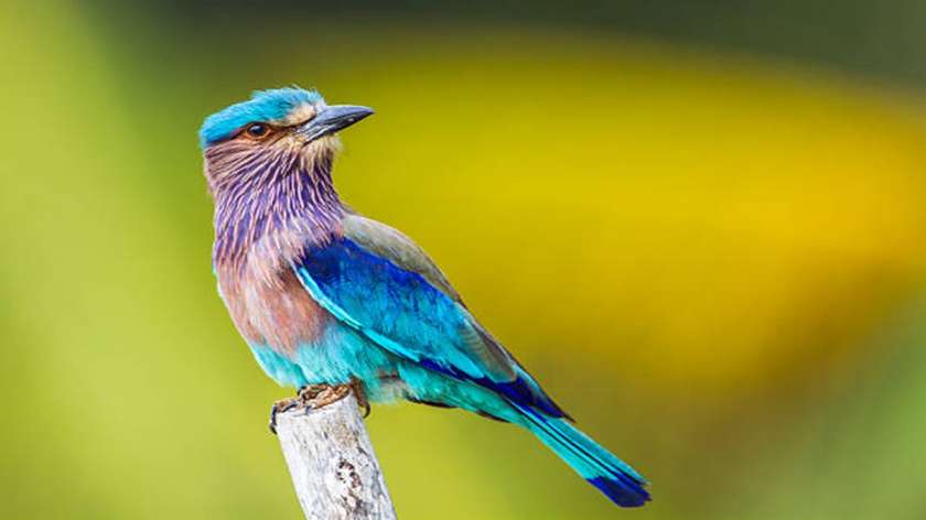Why is it considered auspicious to see the Neelkanth bird on Dussehra ...