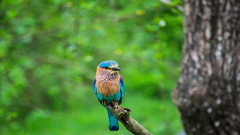 Why is it considered auspicious to see the Neelkanth bird on Dussehra ...