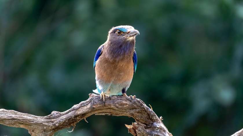 Why is it considered auspicious to see the Neelkanth bird on Dussehra ...