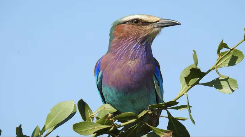 Why is it considered auspicious to see the Neelkanth bird on Dussehra ...