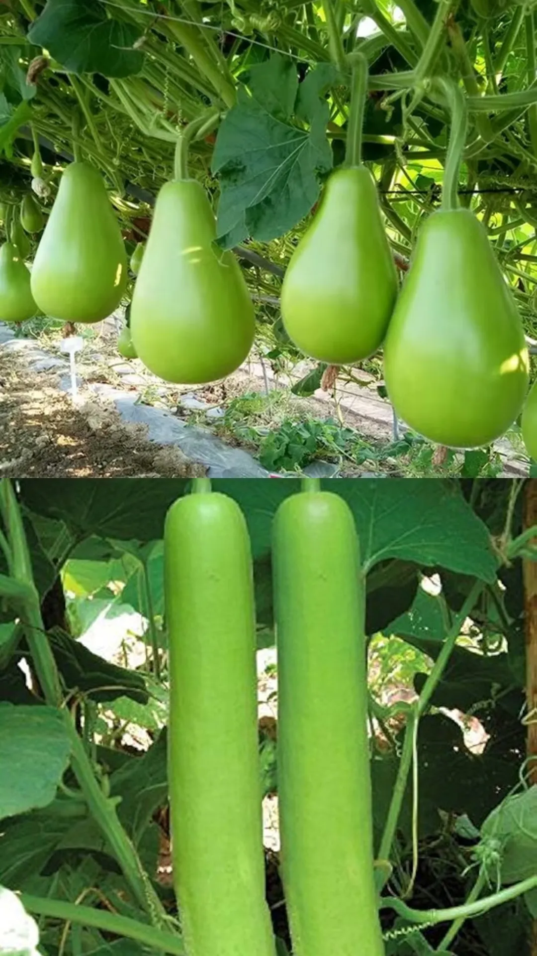 Round or Long: Which bottle gourd is healthier?