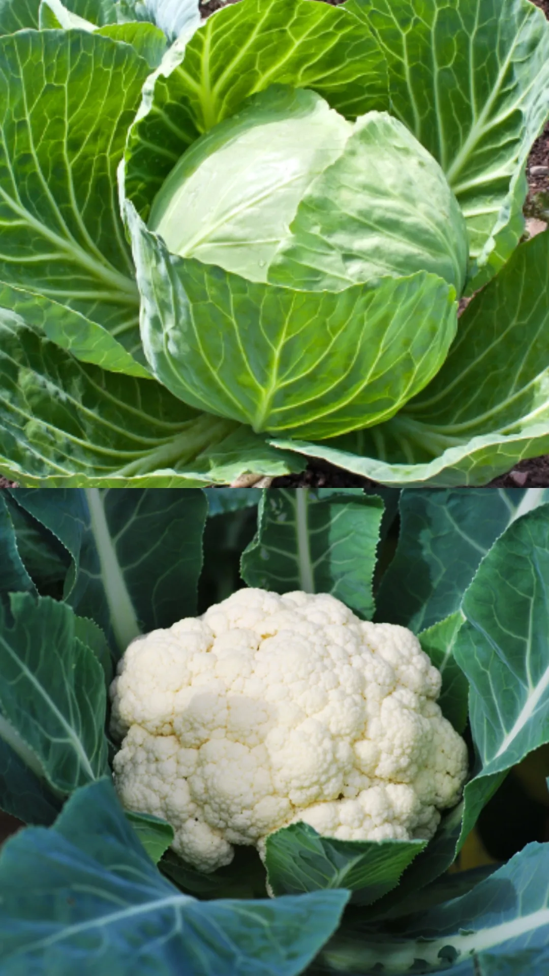 Cabbage vs Cauliflower: Which is more nutritious?