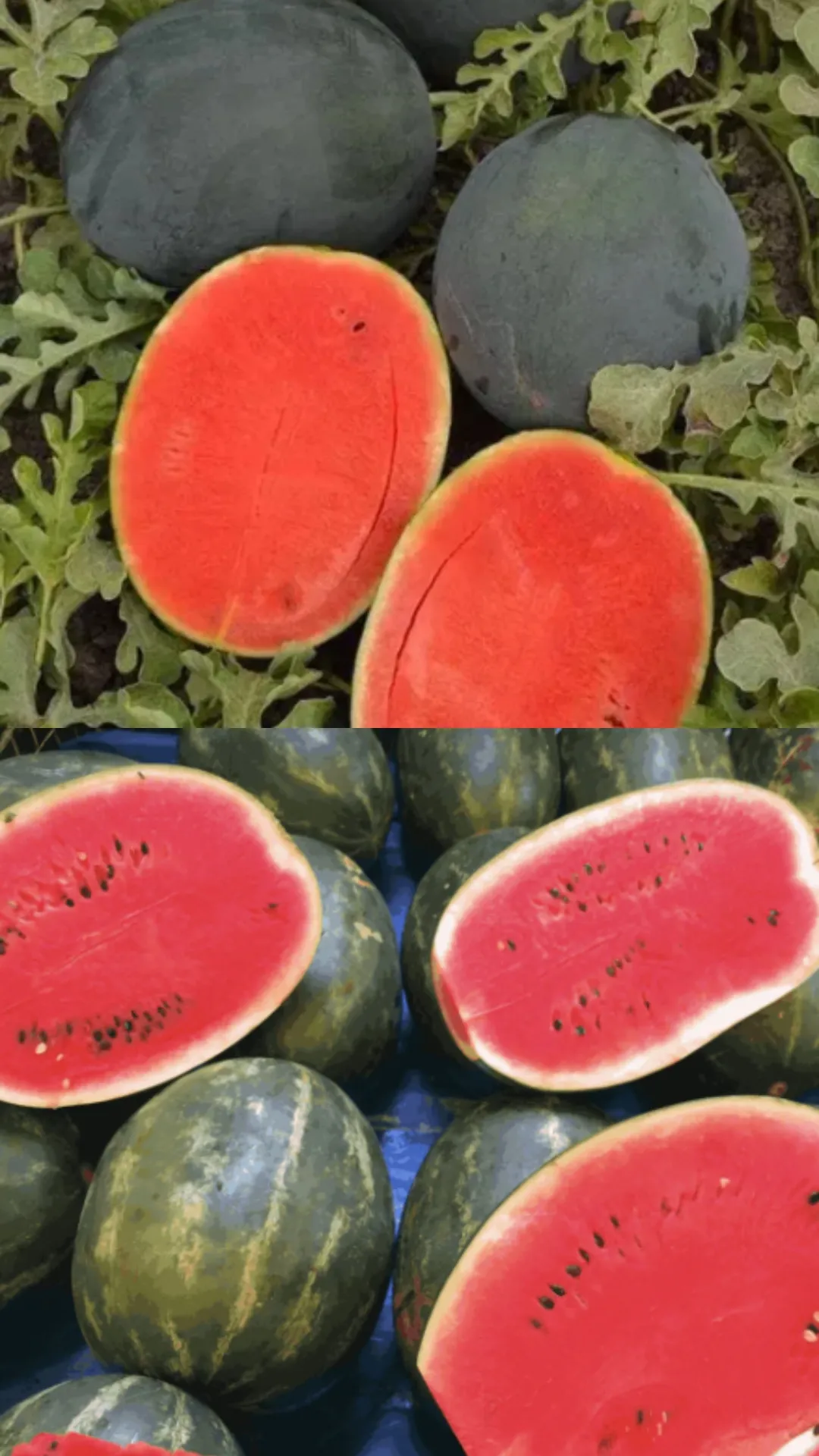 Hybrid Watermelon vs Desi (Organic) Watermelon: Which one is sweetest?