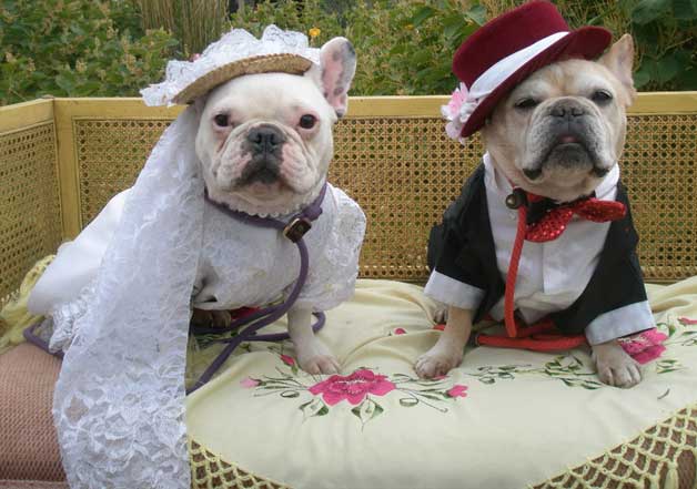 Dogs married as per ‘Hindu' tradition, 5000 guests attend the function ...