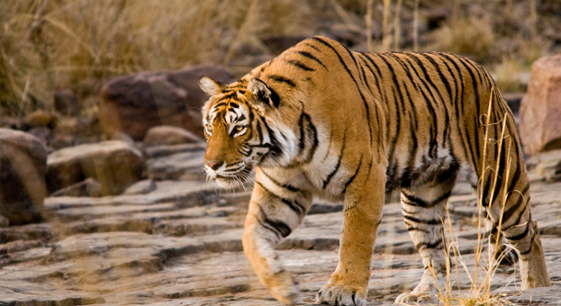 Ranthambore's ‘Machli' turns 20. Meet India's popular, ferocious ...