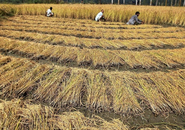 Govt hikes paddy MSP by Rs 60 to Rs 1,470/qtl for 2016-17 | India ...