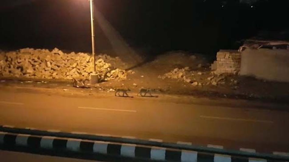 Watch: Eight lions moving stealthily through Junagadh's streets | India ...