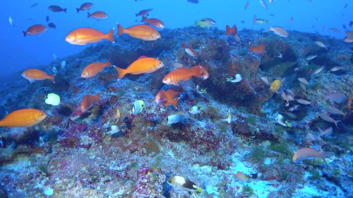 WATCH! Newly discovered fish near Hawaii named after Barack Obama ...