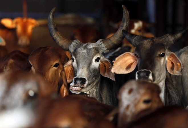 Aadhar Card for Cows: How it's going to change their lives one day at a ...