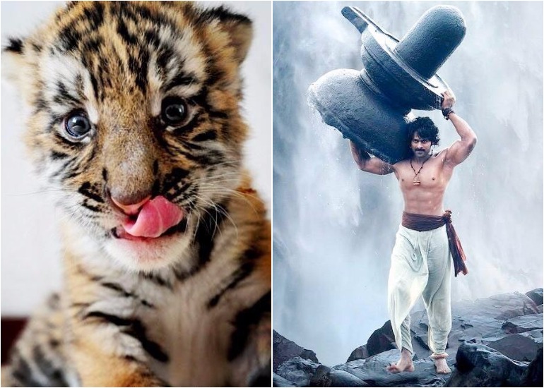 Baahubali born in an Odisha zoo? Yes, it's true! | Life News – India TV