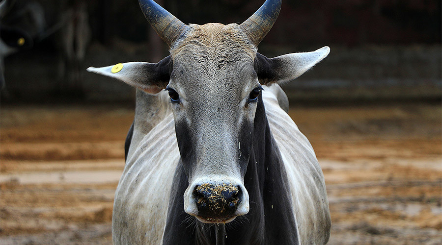 Gau Seva gets a corporate makeover as companies include cow maintenance ...