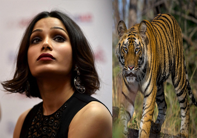 Slumdog Millionaire star Frieda Pinto joins tiger preservation movement ...