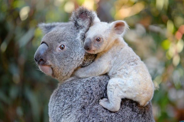 Australian zoo thrilled with the birth of little rare white koala | Life News – India TV