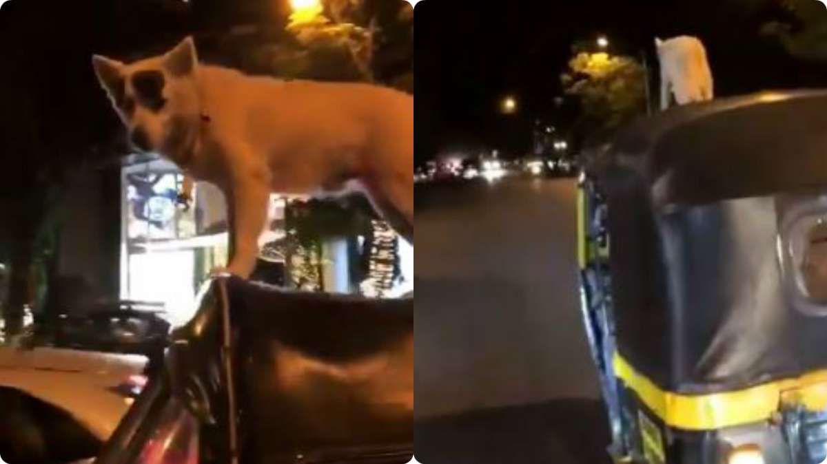 Swag of this dog standing on the top of moving auto rikshaw is ...