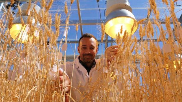 NASA-inspired 'speed-breeding' technique boosts wheat production by ...