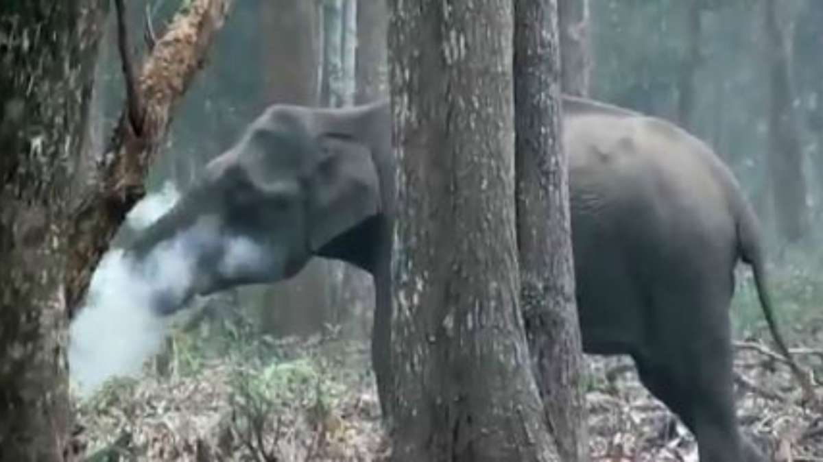 Elephant spotted smoking in jungle; video baffles netizens | Buzz News ...
