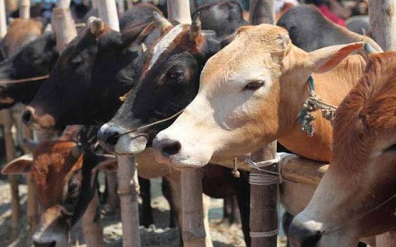 Humble cow to be largest remaining mammal in 200 years: Study | Science ...