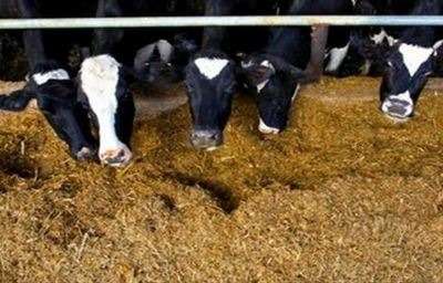 Fodder scam: 37 convicted in Dumka treasury case | India News – India TV