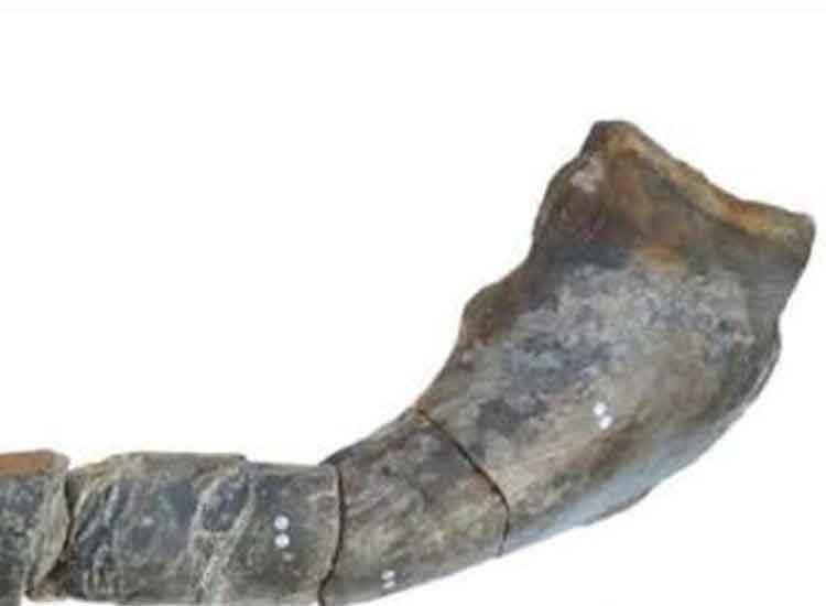 Jaw bone of 205-million-year-old large sea creature Lilstock ...