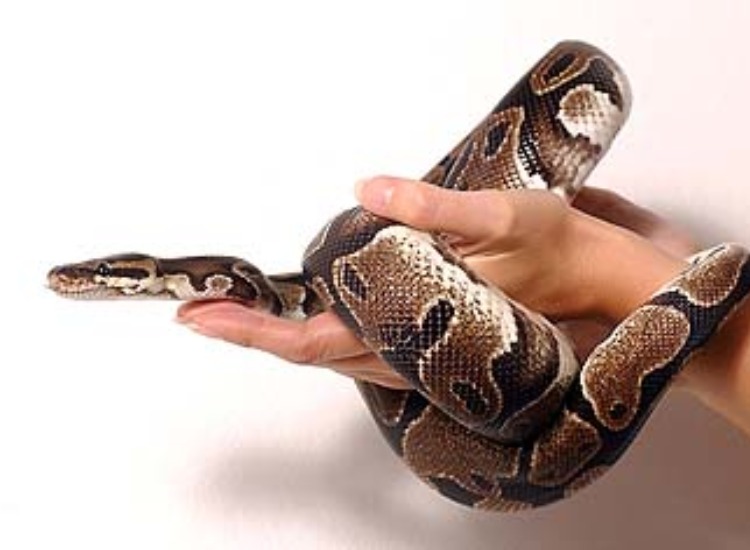 Actress Kalidasi Mondal dies after being bitten by a snake used as a ...