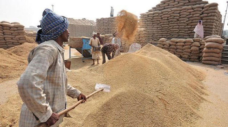 Centre allows early procurement of paddy in Punjab, Haryana | India ...
