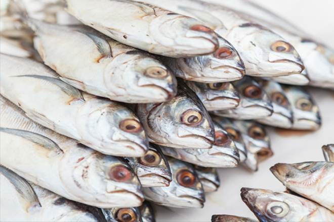 Fish sale banned in Patna for 15 days | India News – India TV