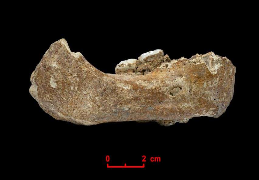 Chinese fossil sheds light on mysterious Neanderthal kin | World News ...