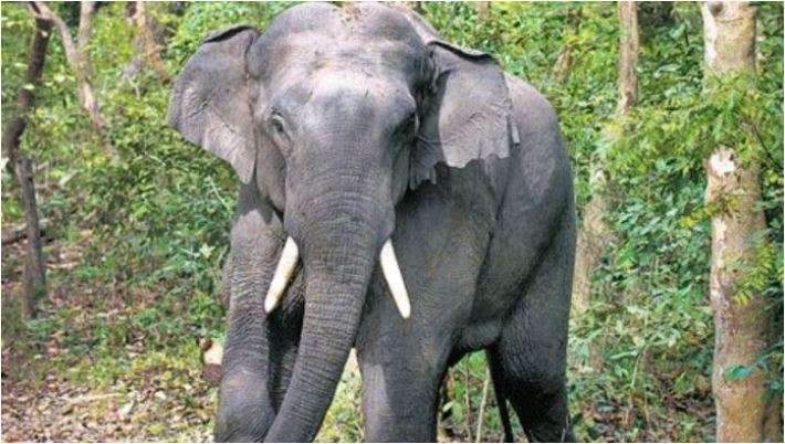 Haathi will surely be saathi: Jharkhand to set up friends of elephants ...