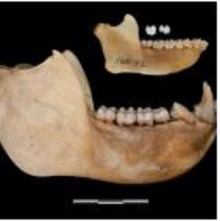 4.2 million years old fossil of smallest old world monkey species found ...