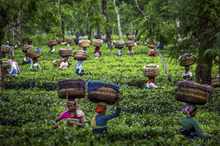 Assam tea growers start No Sickles campaign for tea quality across ...