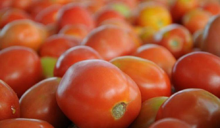 Tomato prices rise Rs 60-80 per kg in Delhi-NCR due to rains | India News – India TV