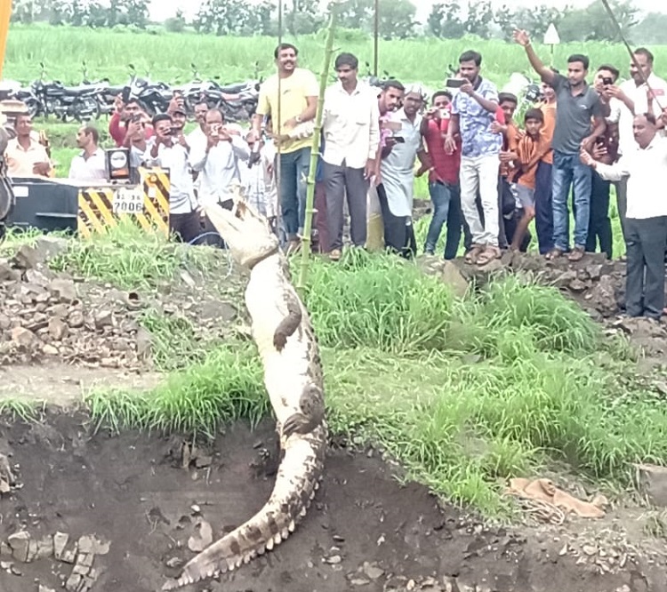 Video: Dramatic rescue of crocodile stuck in 40-feet-deep well in ...