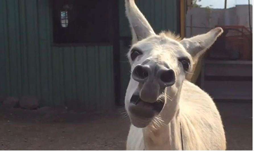 Meet Emily, the singing donkey from Pune who has won hearts online with ...