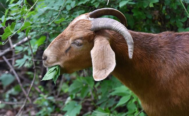 Two goats 'arrested' in Telangana. Their crime -- they grazed on ...