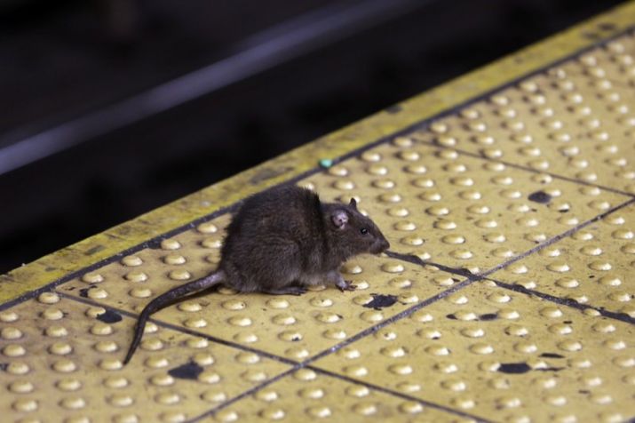 Indian Railways spent ₹ 22,000 to trap one rodent on train | India News ...
