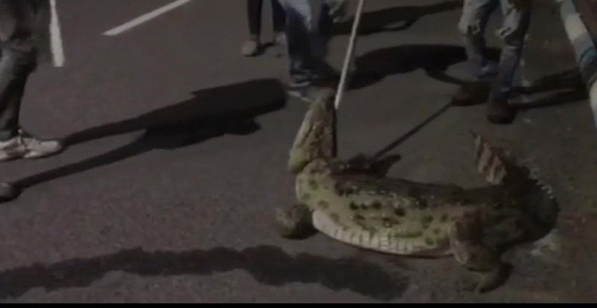 Watch: Crocodile rescued from drain amid heavy rains in Gujarat | India News – India TV