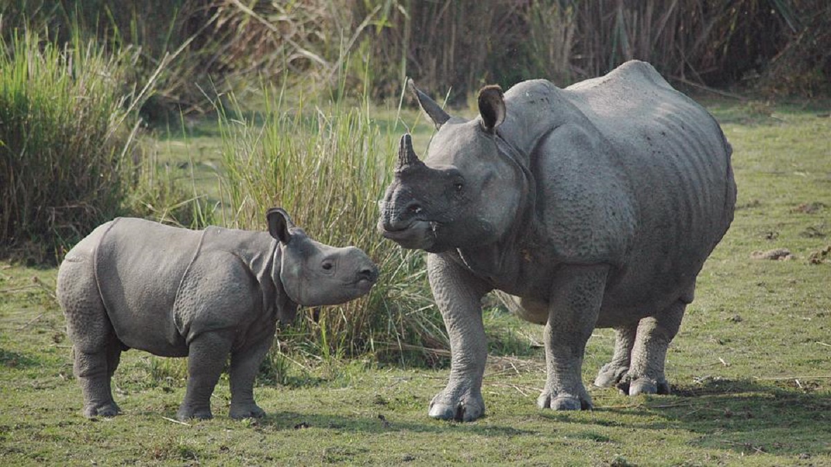 Rhinos to be reintroduced at Corbett Tiger Reserve | India News – India TV