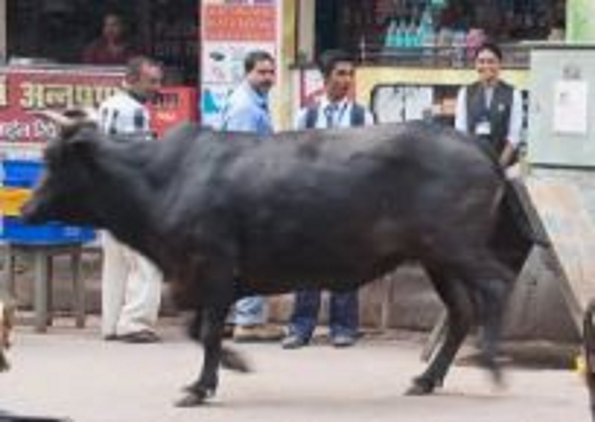 Elderly man gored to death by bull in Madhya Pradesh – India TV