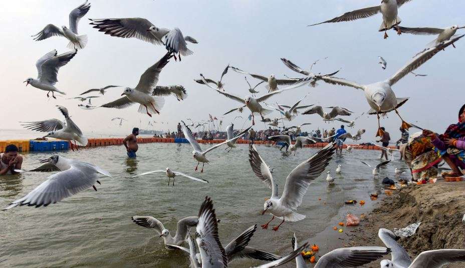 Less migratory birds visiting Dhanbad's famous Maithan dam. Blame it on ...