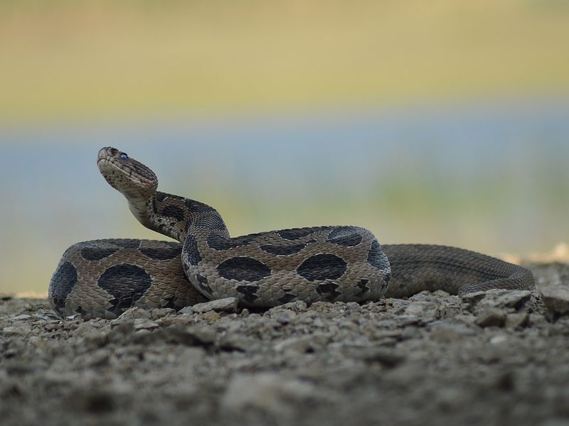India's newly found gold riches in Sonbhadra are surrounded by some of ...