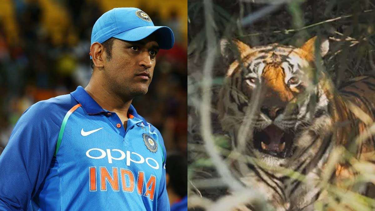 MS Dhoni takes to Instagram to post photo of tiger | Cricket - India TV ...