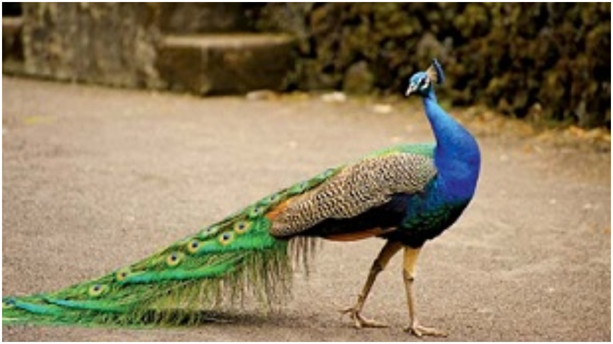 Janata Curfew effect: Peacocks spotted on Noida street, watch video ...