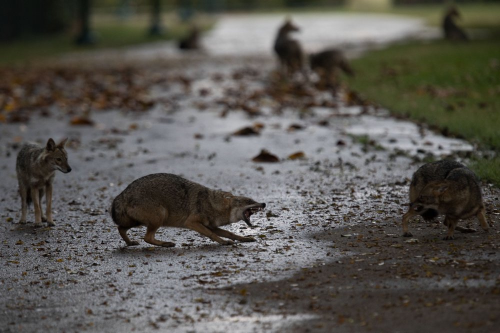 PHOTOS: Coronavirus quiet brings out jackals in Tel Aviv | World News ...