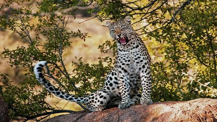 Gujarat: Leopard mauls man to death in Junagadh forest | India News ...
