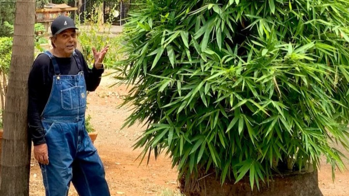VIDEO: Veteran actor Dharmendra shows his love for bamboo amid ...